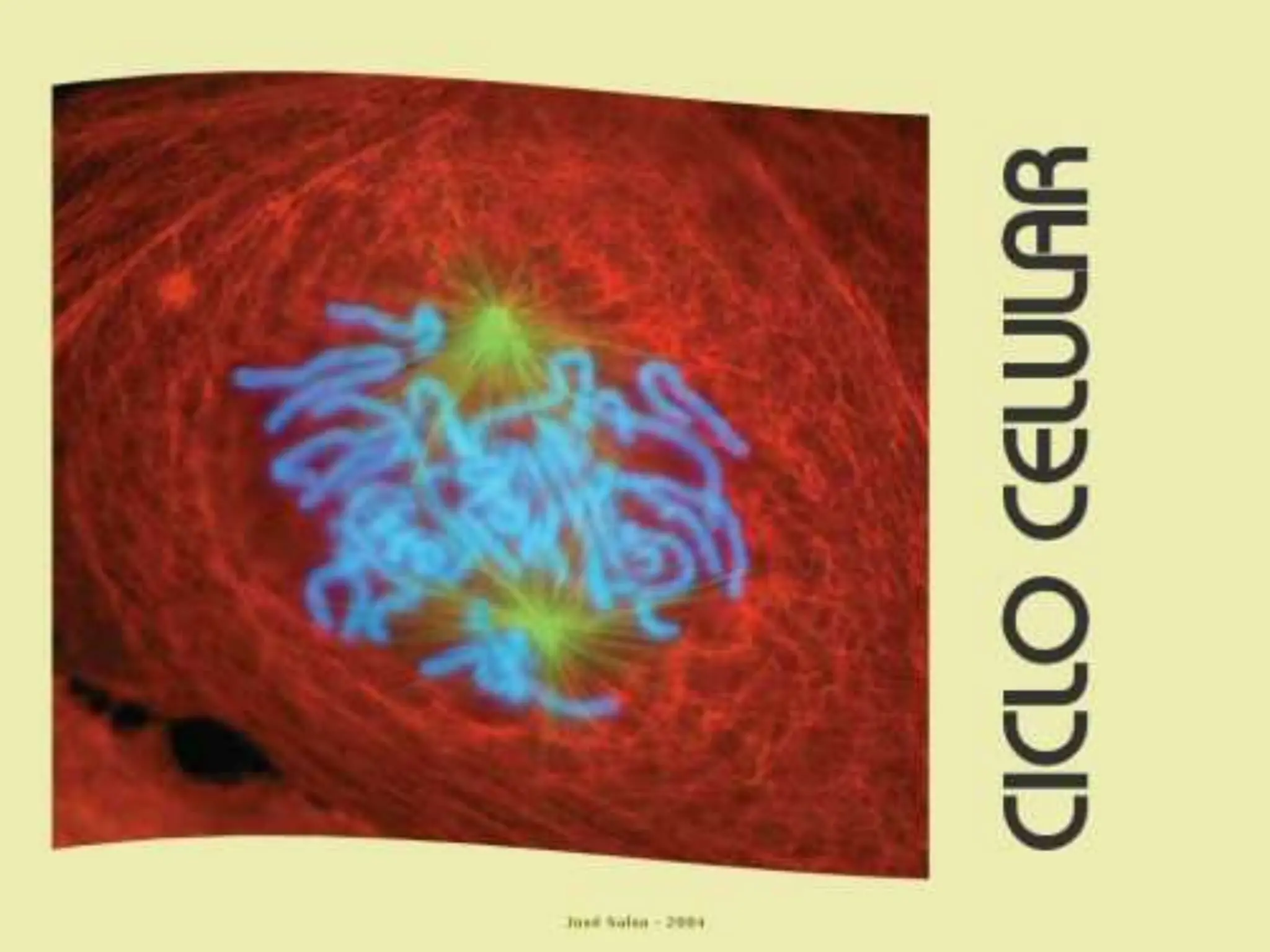 Slide Sobre Ciclo Celular Mitose E Meioseppt