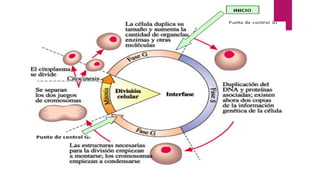 El Ciclo Celular (Mitosis y Meiosis).pptx