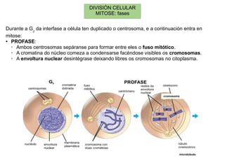Ciclo da célula (mitose e meiose) para 4º de ESO | PPT