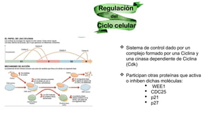 ciclo_celular, definición, características, proceso, fases, | PPTX