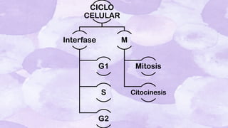 ciclo_celular, definición, características, proceso, fases, | PPTX