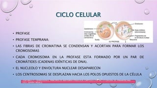 Ciclo celular.pptx. Ciclo celular....... | PPTX