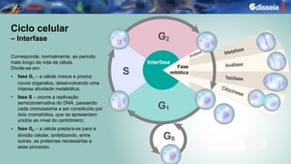 Apresentação sobre as etapas do ciclo celular | PPTX