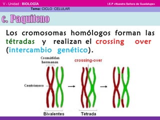 Ciclo celular meiosis | PPT