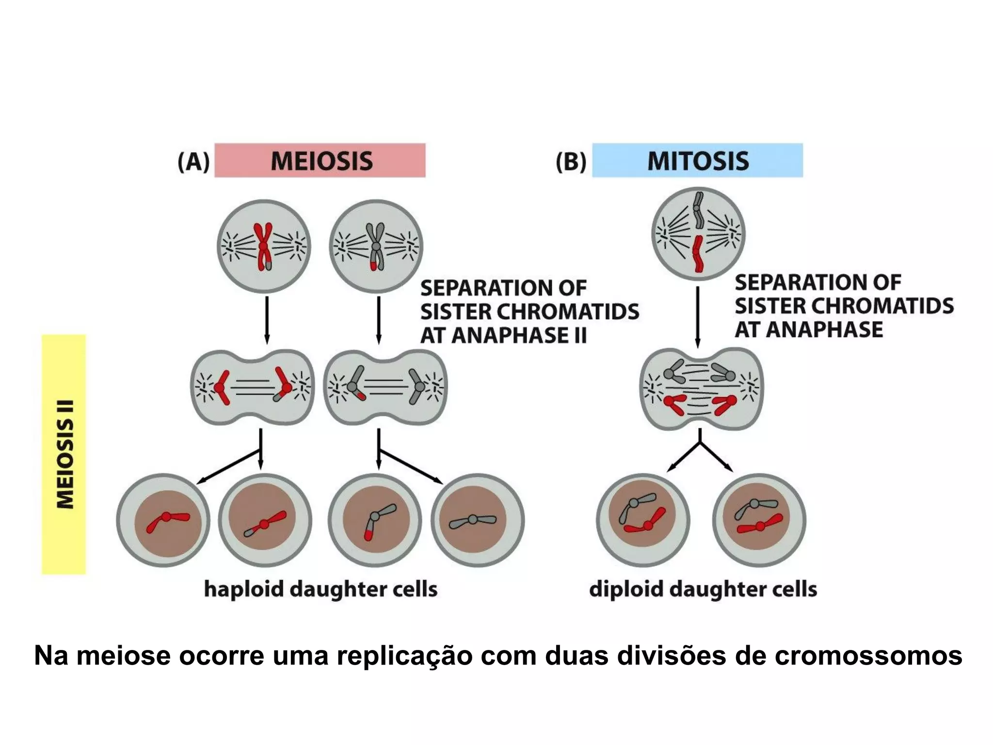 Ciclo Celular - Mitose e Meiose | PPT
