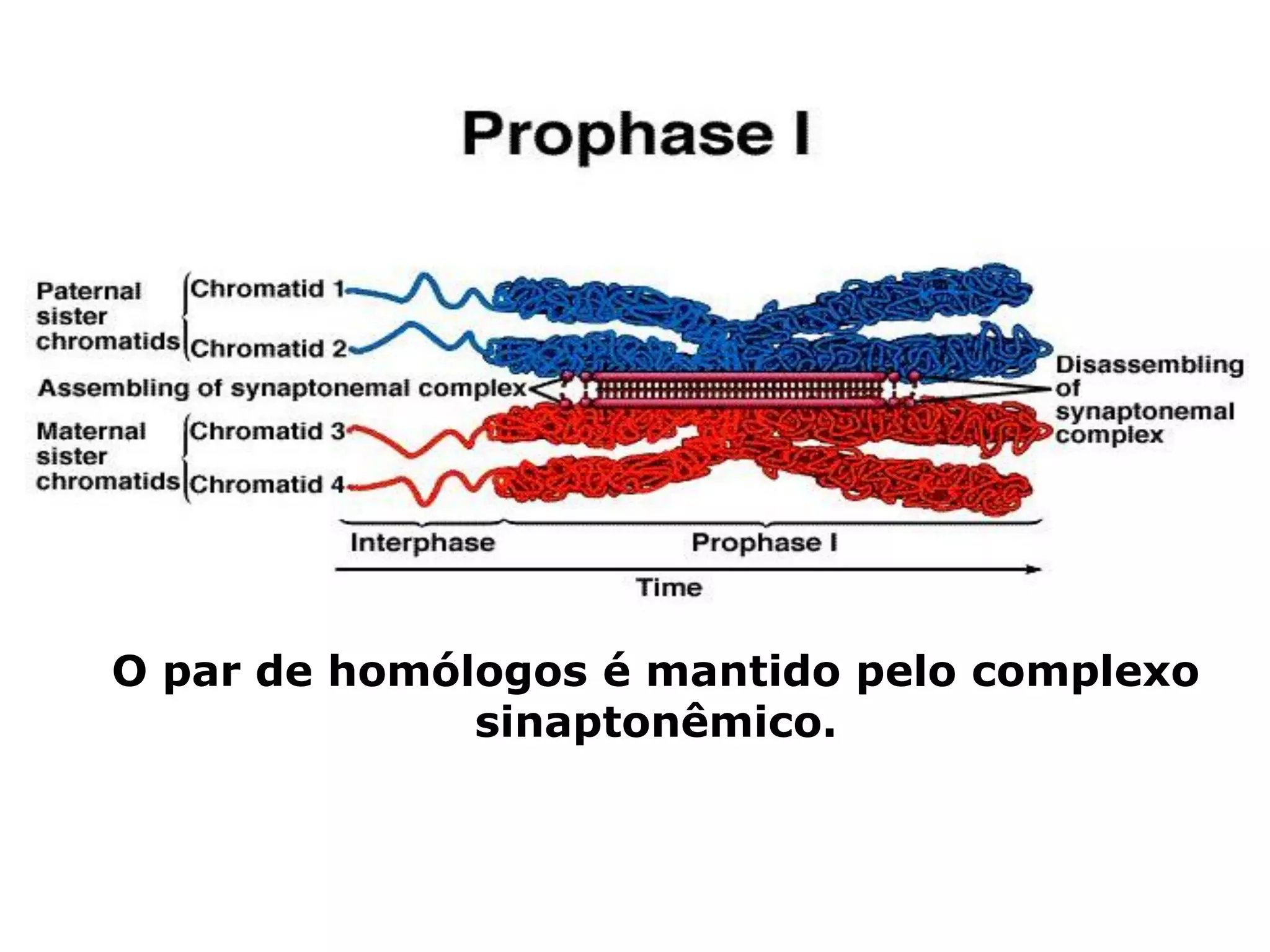 Ciclo Celular Mitose E Meiose Ppt