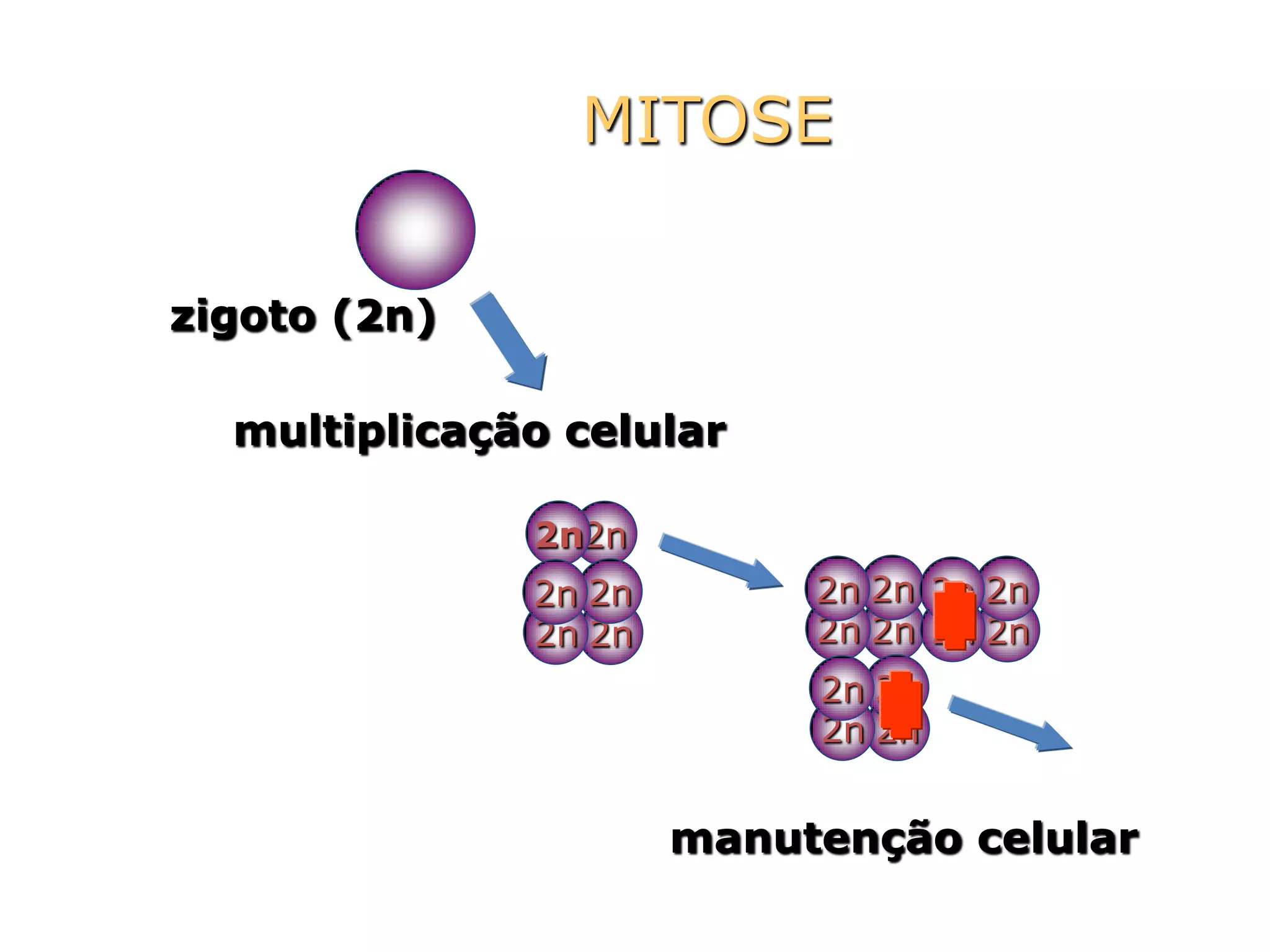 Ciclo Celular Mitose E Meiose Ppt