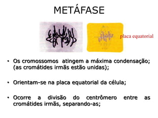 Ciclo Celular - Mitose e Meiose | PDF