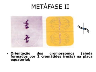 Ciclo Celular - Mitose e Meiose | PDF