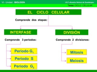 Ciclo celular mitosis | PPT
