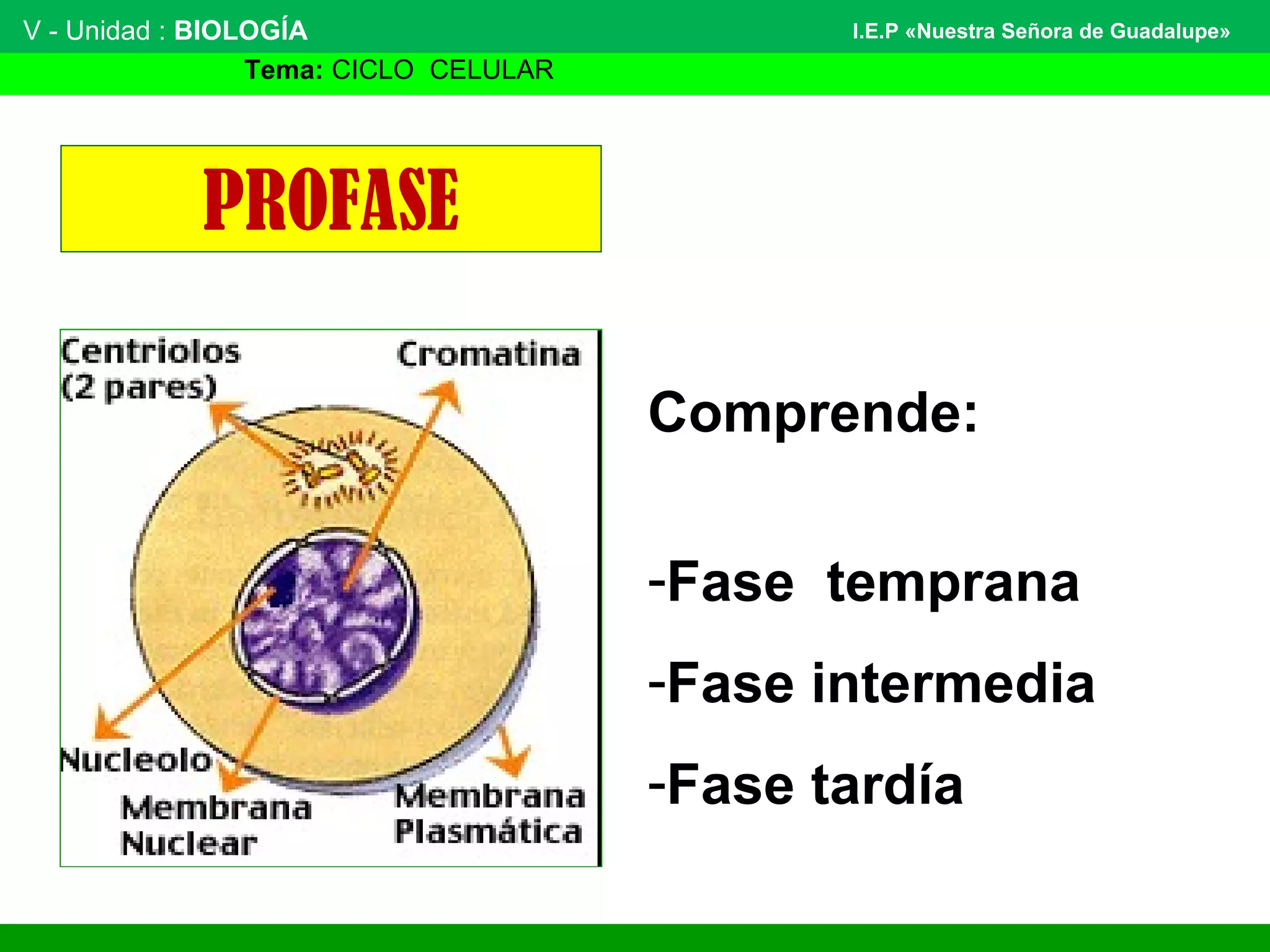 Ciclo celular mitosis | PPT