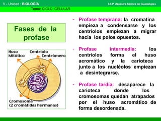 Ciclo celular mitosis | PPT