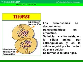 Ciclo celular mitosis | PPT