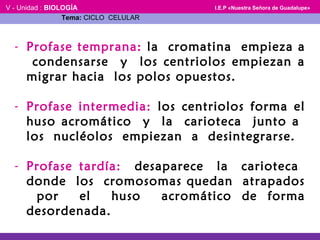 Ciclo celular mitosis | PPT