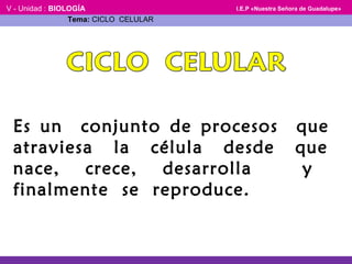 Ciclo celular mitosis | PPT