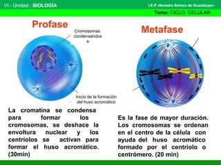 Ciclo celular mitosis-5 | PPT