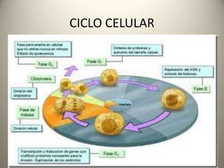 Ciclo celular (1) | PPTX