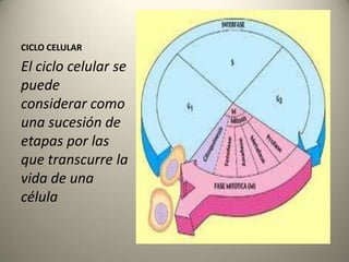 Ciclo celular (1) | PPTX