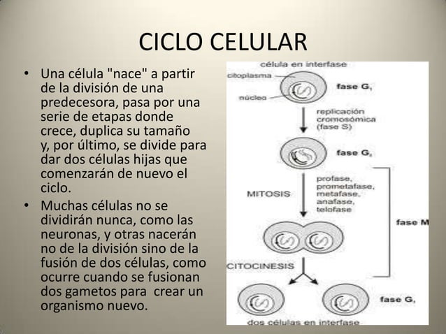 Ciclo celular (1) | PPTX