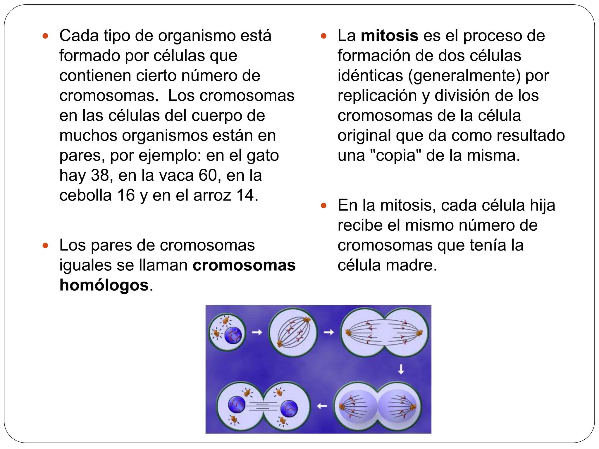 CICLO CELULAR Y SUS ELEMENTOS BIOLOGIA básica | PPT