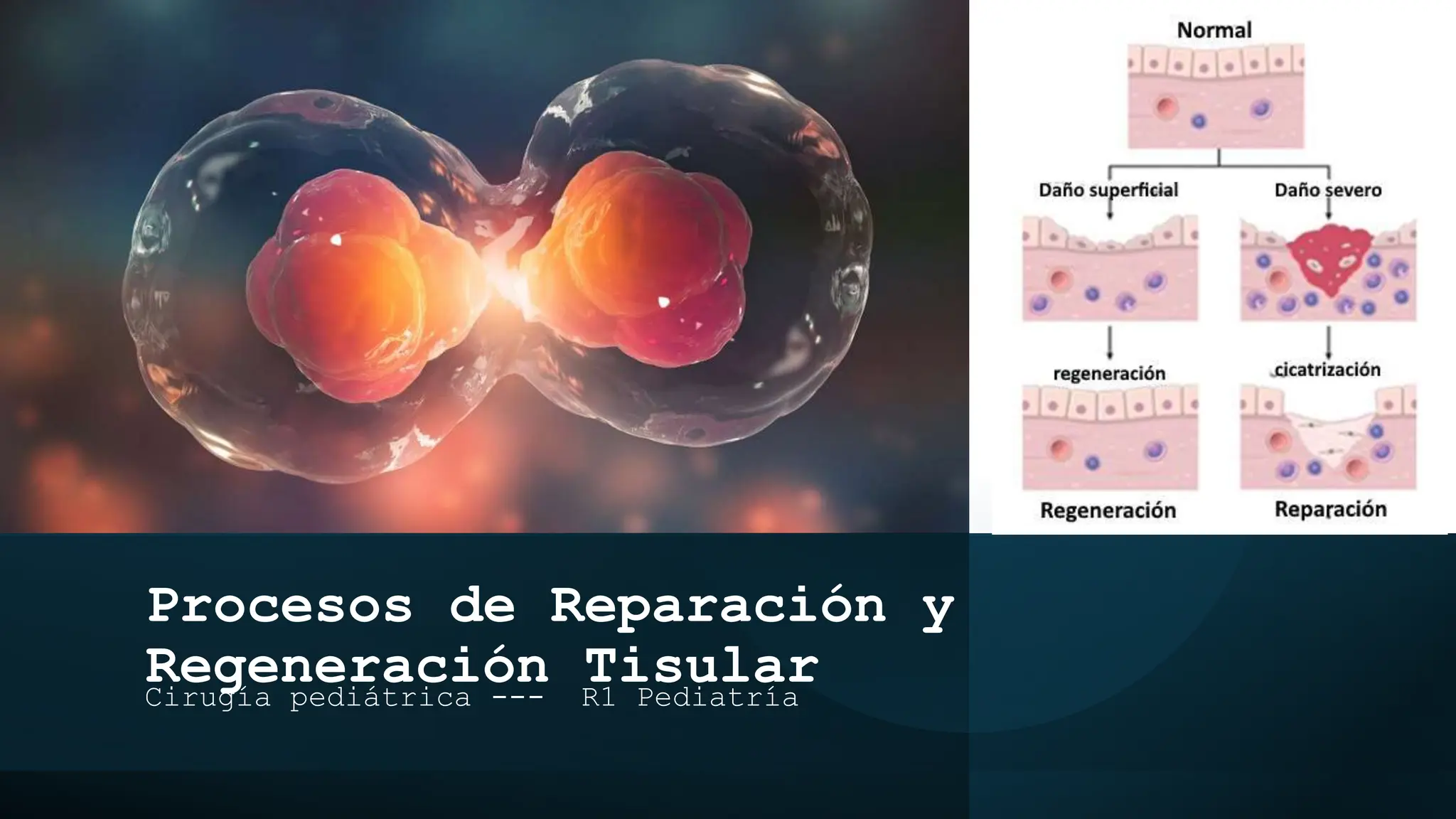 Procesos de reparación y Regeneración tisular con | PPT