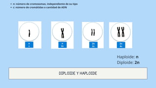 Ciclo celulares meiosis y mitosis adn cromosoma | PDF
