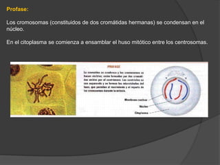 Ciclo celular Carlos Severiano Facultad de Medicina UNAM | PPTX