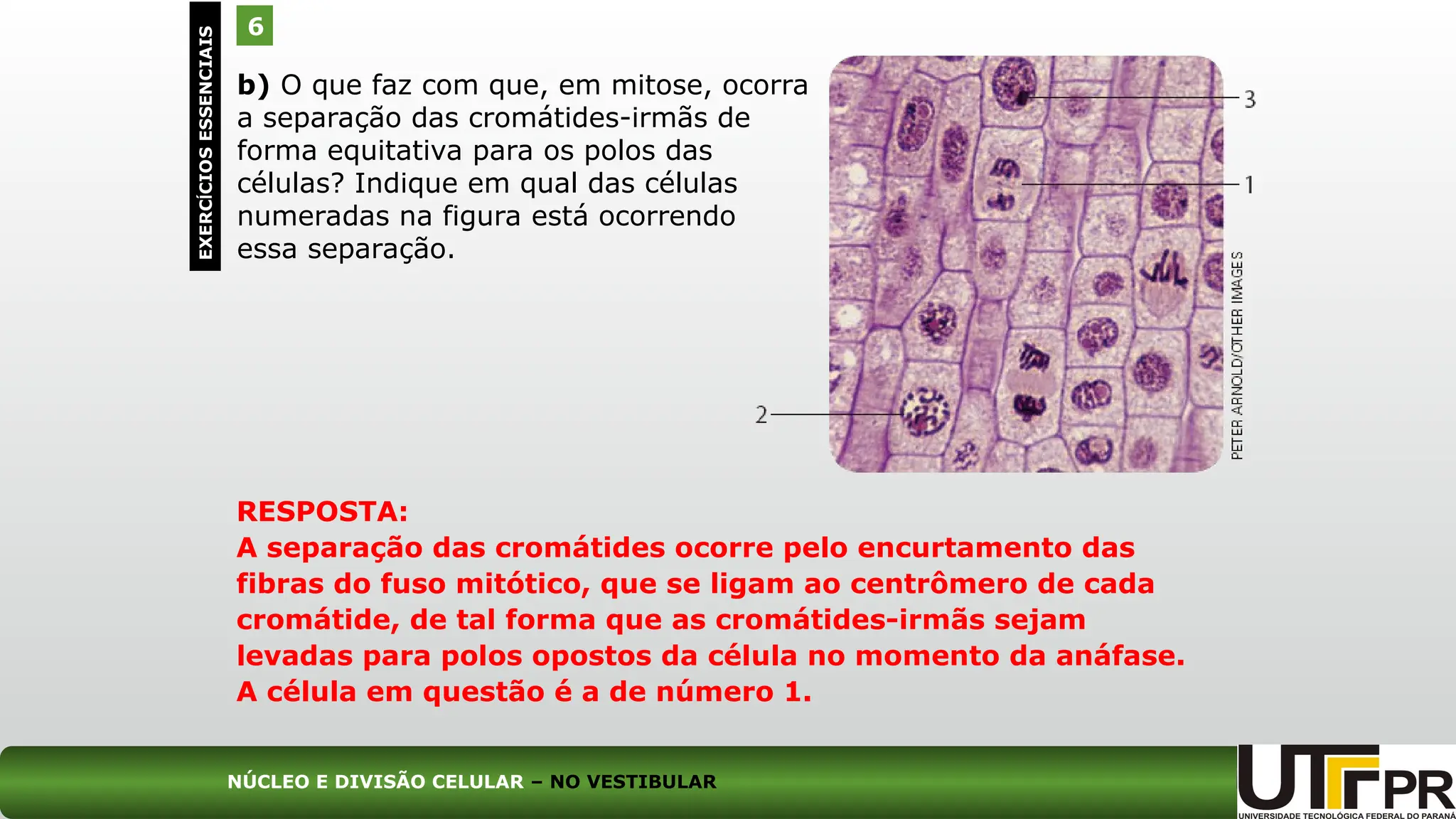 Ciclo celular e divisao celular humana.ppt