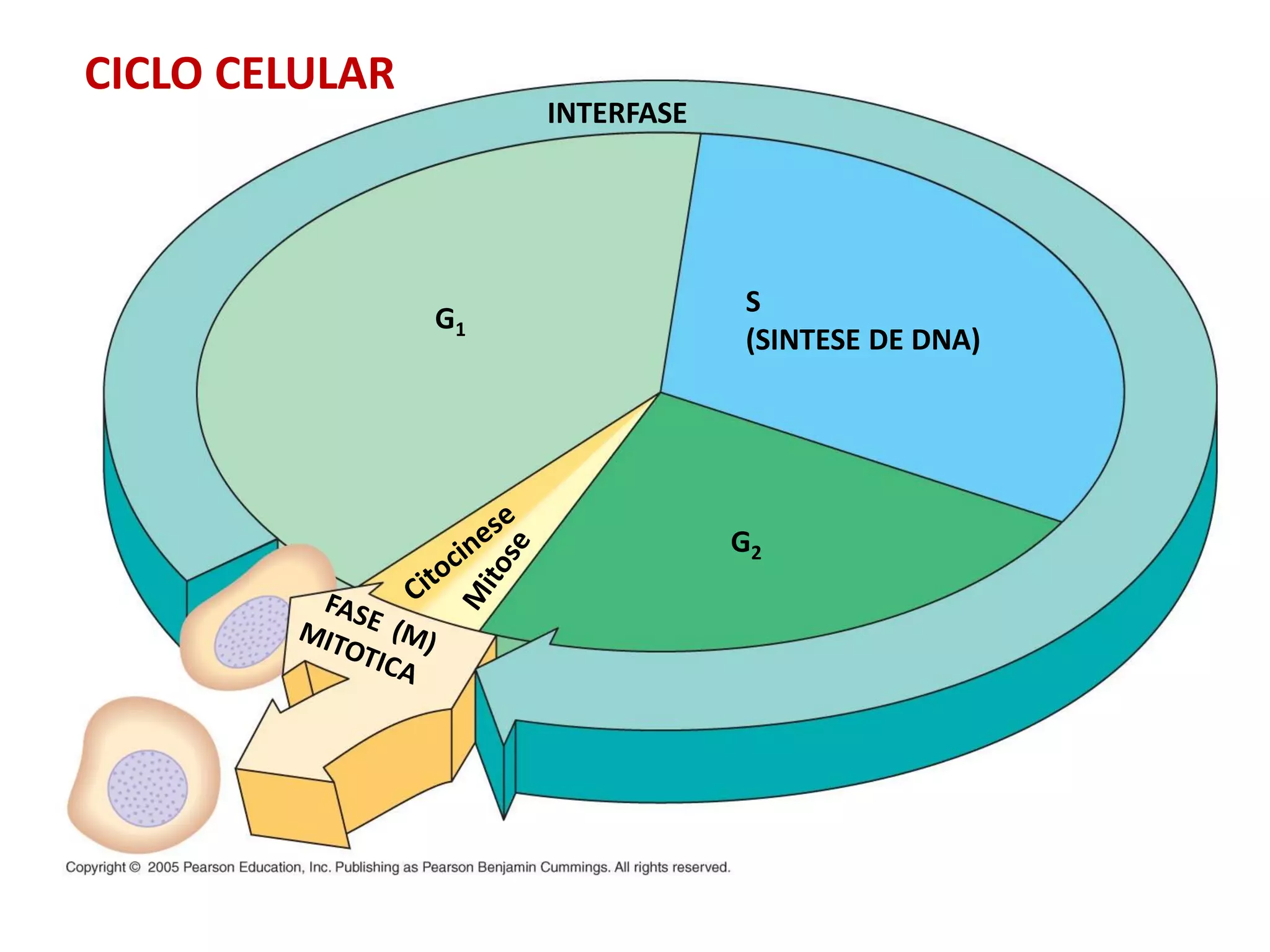 Ciclo celular e mitose.pdf
