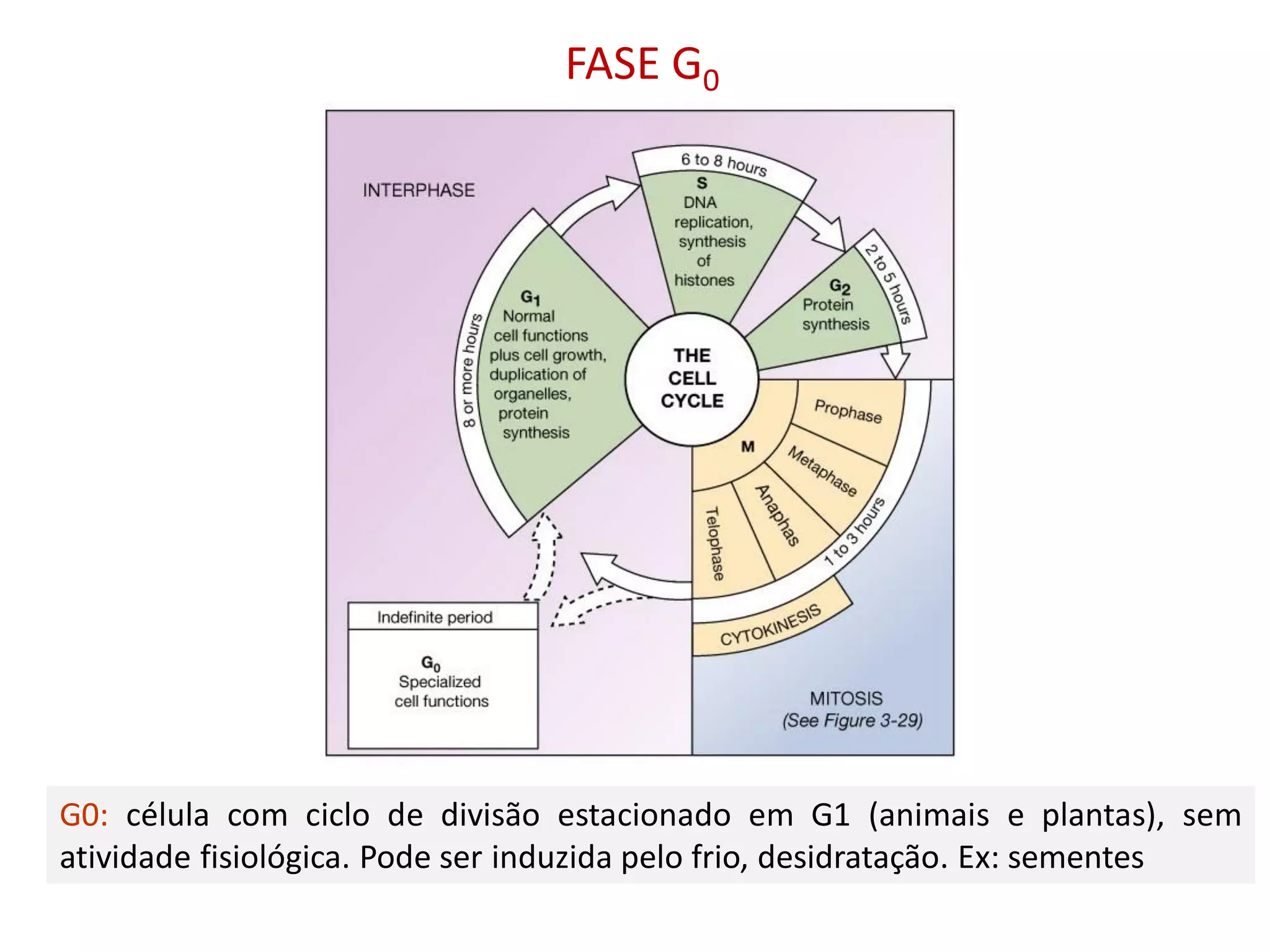 Ciclo celular e mitose.pdf