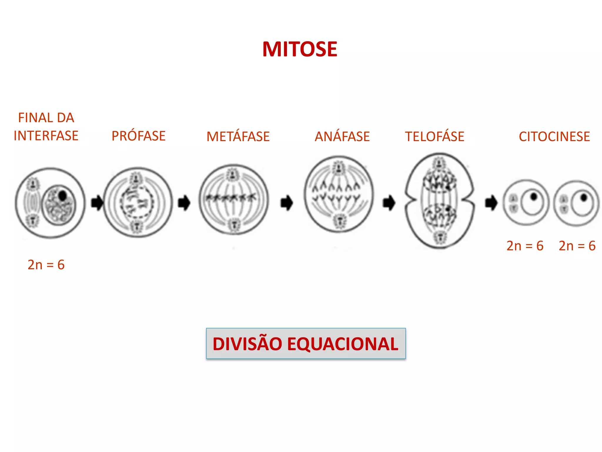 Ciclo celular e mitose.pdf