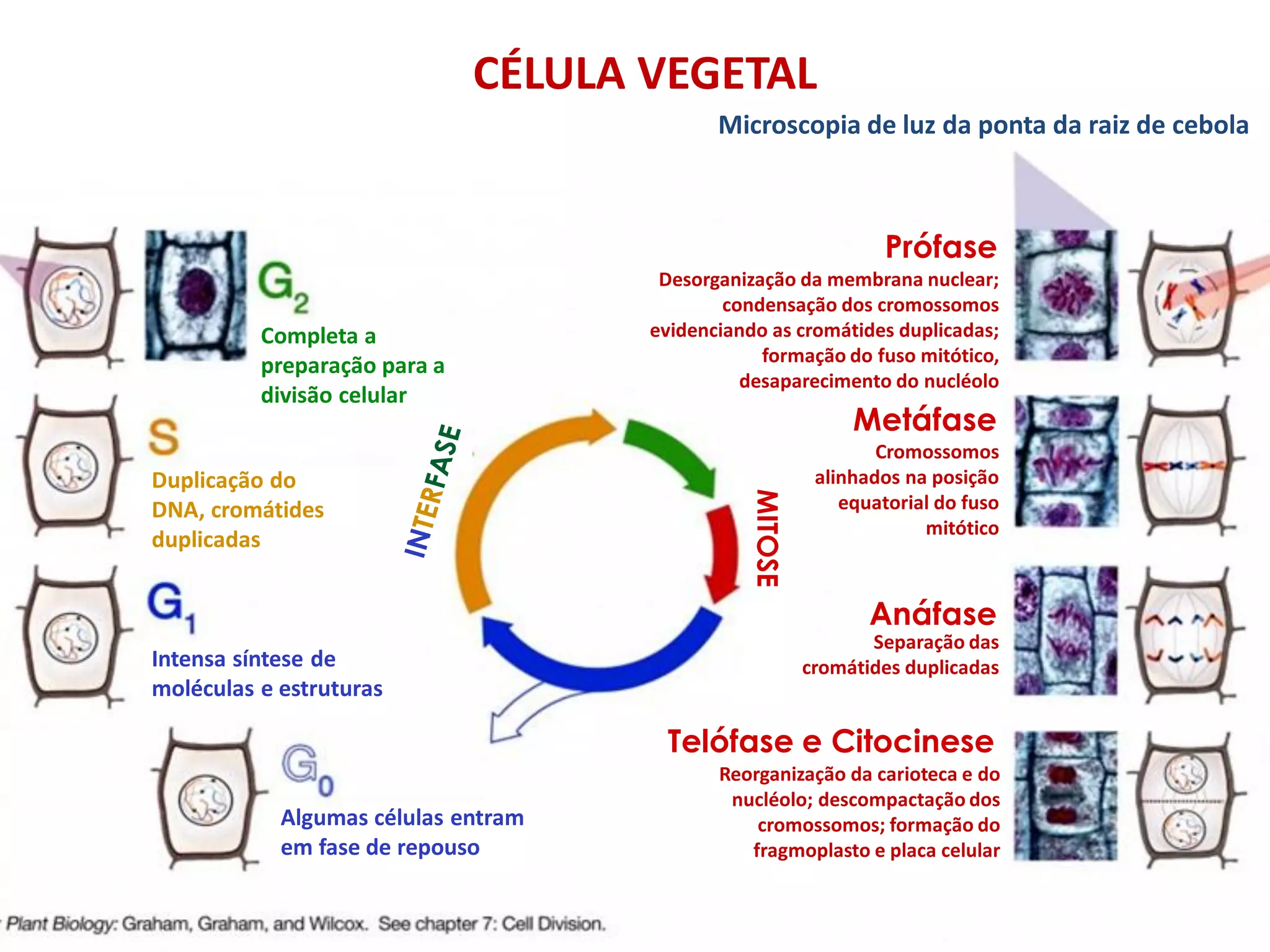 Ciclo celular e mitose.pdf