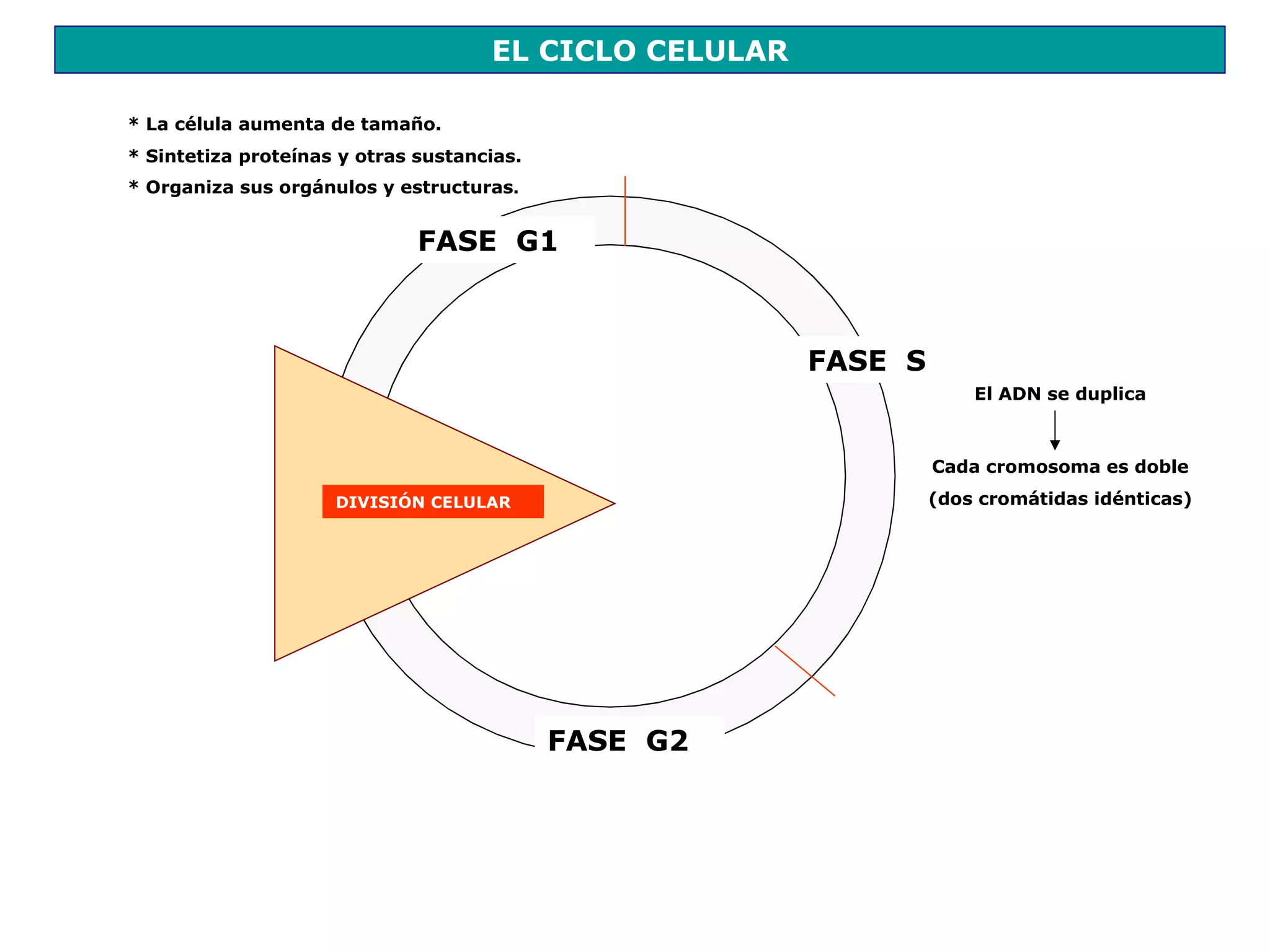 Ciclo celular esquema | PPS