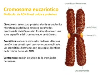 Ciclo celular eucariota | PPT