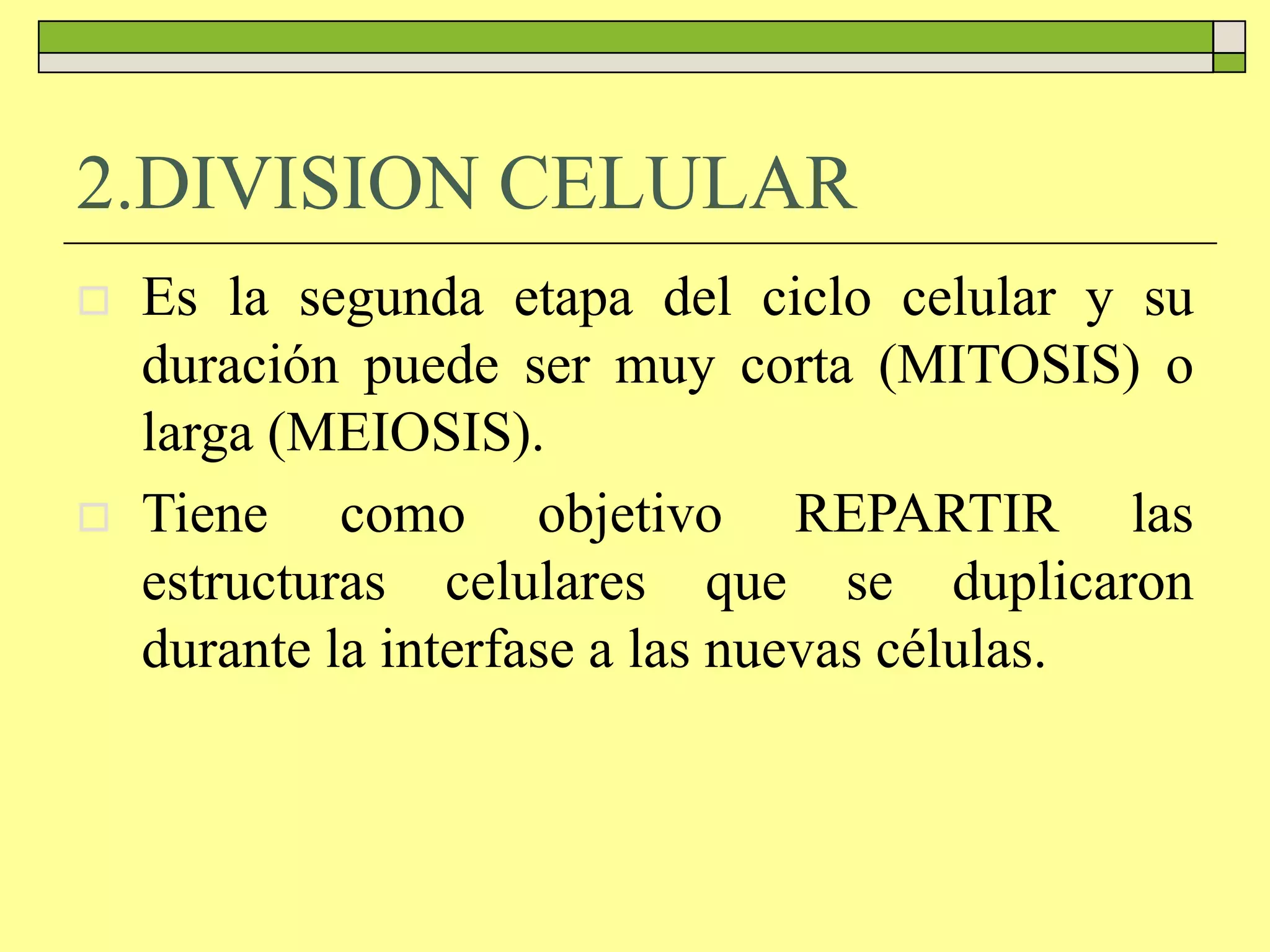 CICLO CELULAR I MITOSIS 3RO.ppt