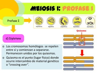 REPRODUCCIÓN CELULAR/ DIVISIÒN CELULAR/ MITOSIS/ MEIOSIS | PPT