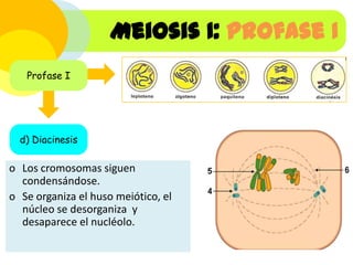 REPRODUCCIÓN CELULAR/ DIVISIÒN CELULAR/ MITOSIS/ MEIOSIS | PPT