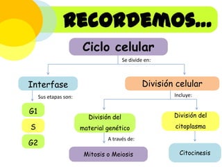 REPRODUCCIÓN CELULAR/ DIVISIÒN CELULAR/ MITOSIS/ MEIOSIS | PPT