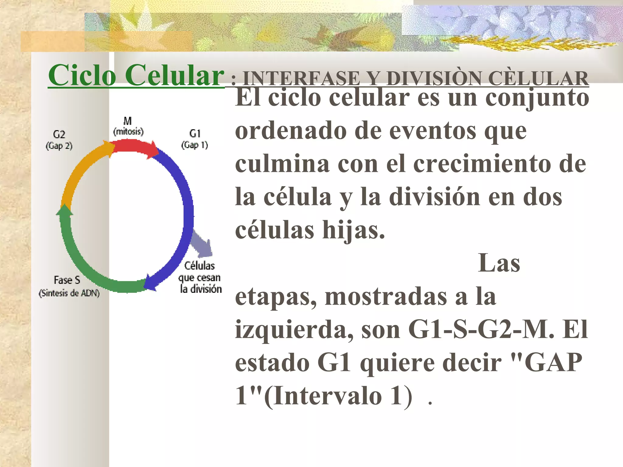 Ciclo Celular Mitosis | PPT