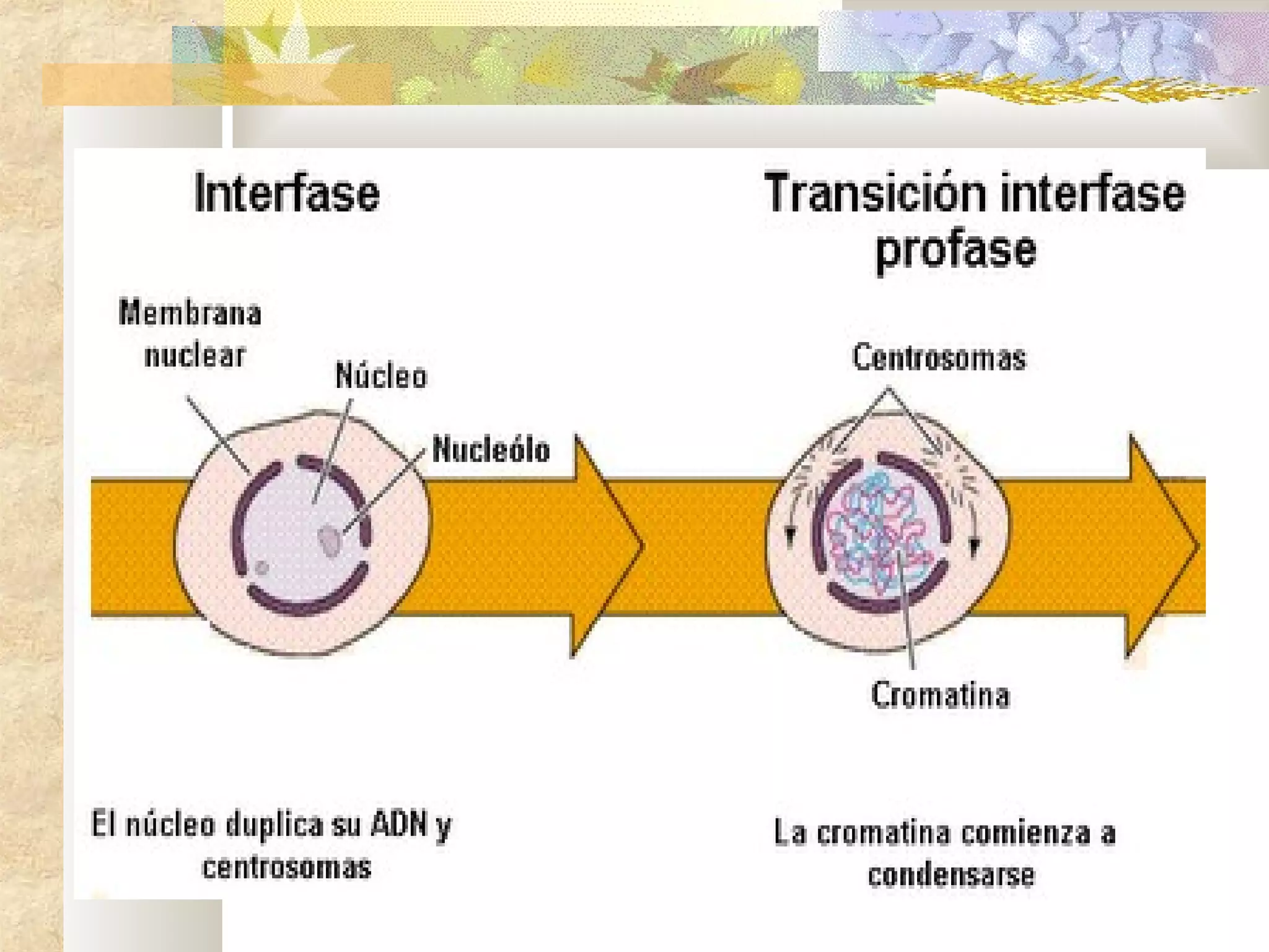 Ciclo Celular Mitosis | ODP