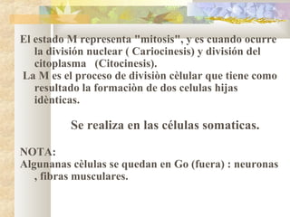 Ciclo Celular Mitosis | ODP