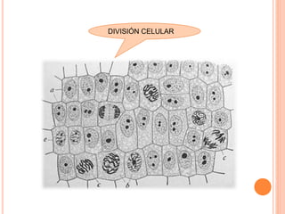 Ciclo celular mitosis meiosis | PPTX