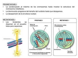 Ciclo Celular Mitosis y Meiosis biologia celular | PDF