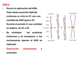 Ciclo Celular Mitosis y Meiosis biologia celular | PDF