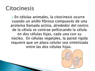 Ciclocelular rosario monteverde.doc