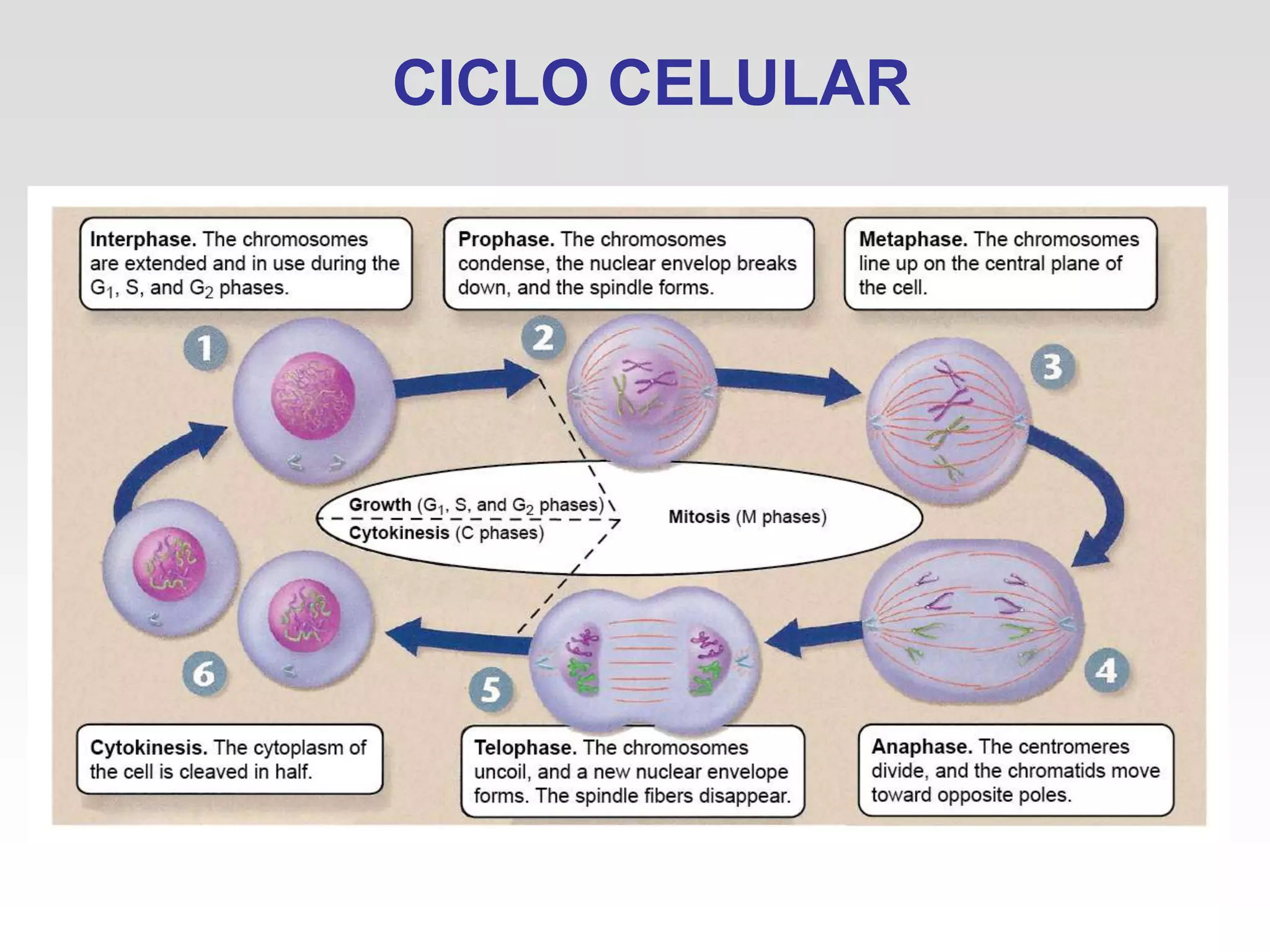 CICLO CELULAR SENESCENCIA E CANCER.ppt