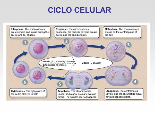 CICLO CELULAR SENESCENCIA E CANCER.ppt