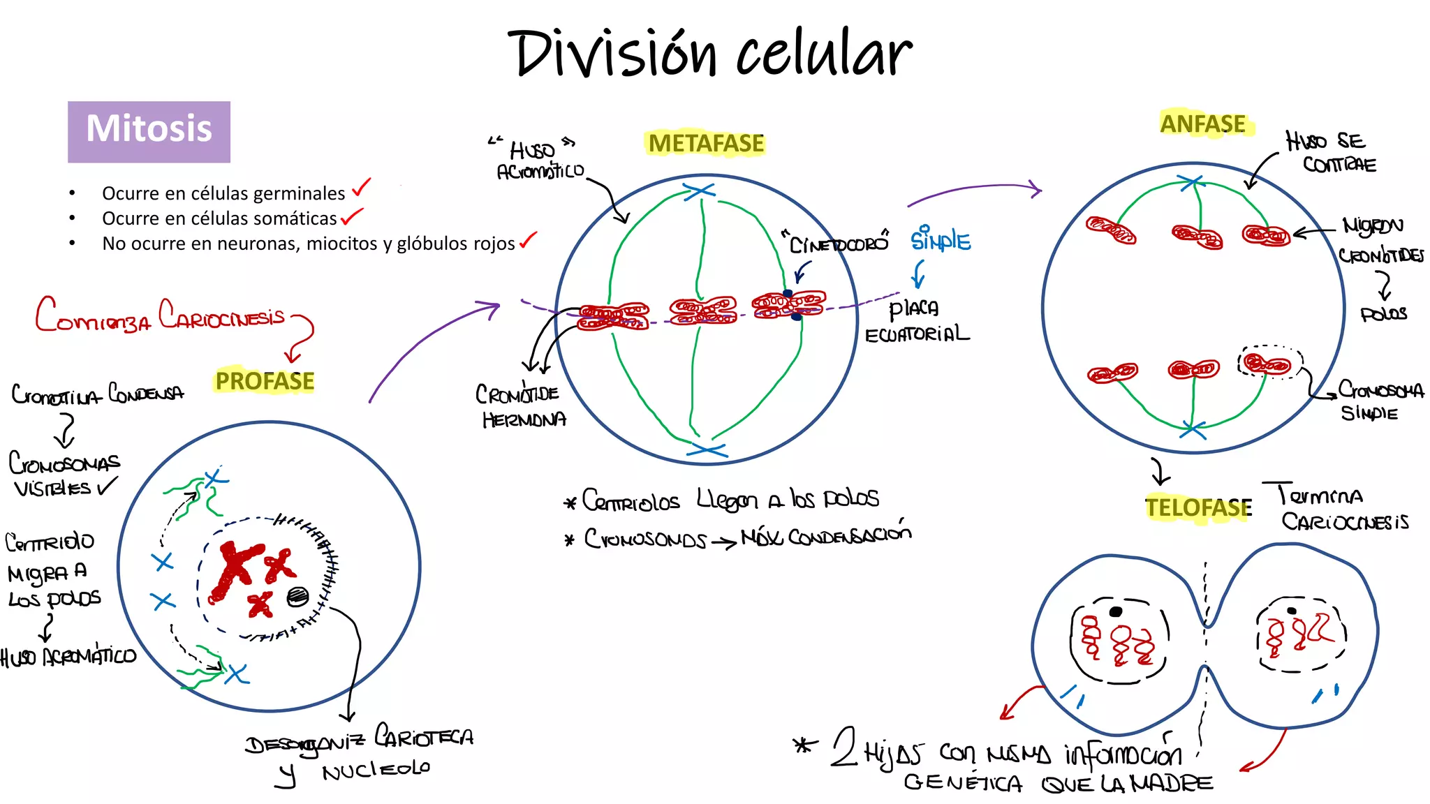 Ciclo celular y division.pdf