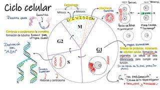 Ciclo celular y division.pdf