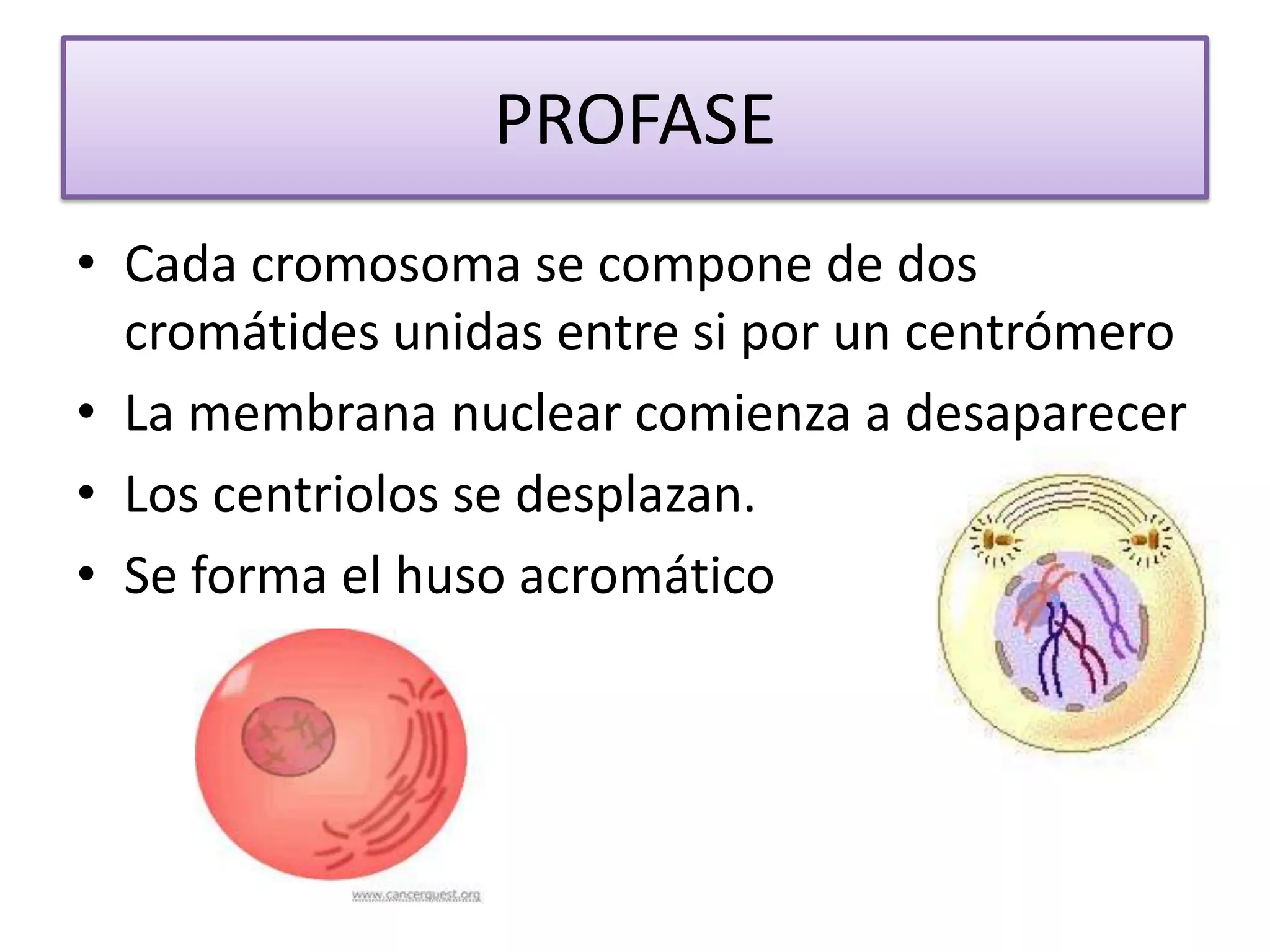 Ciclo celular y mitosis | PPTX
